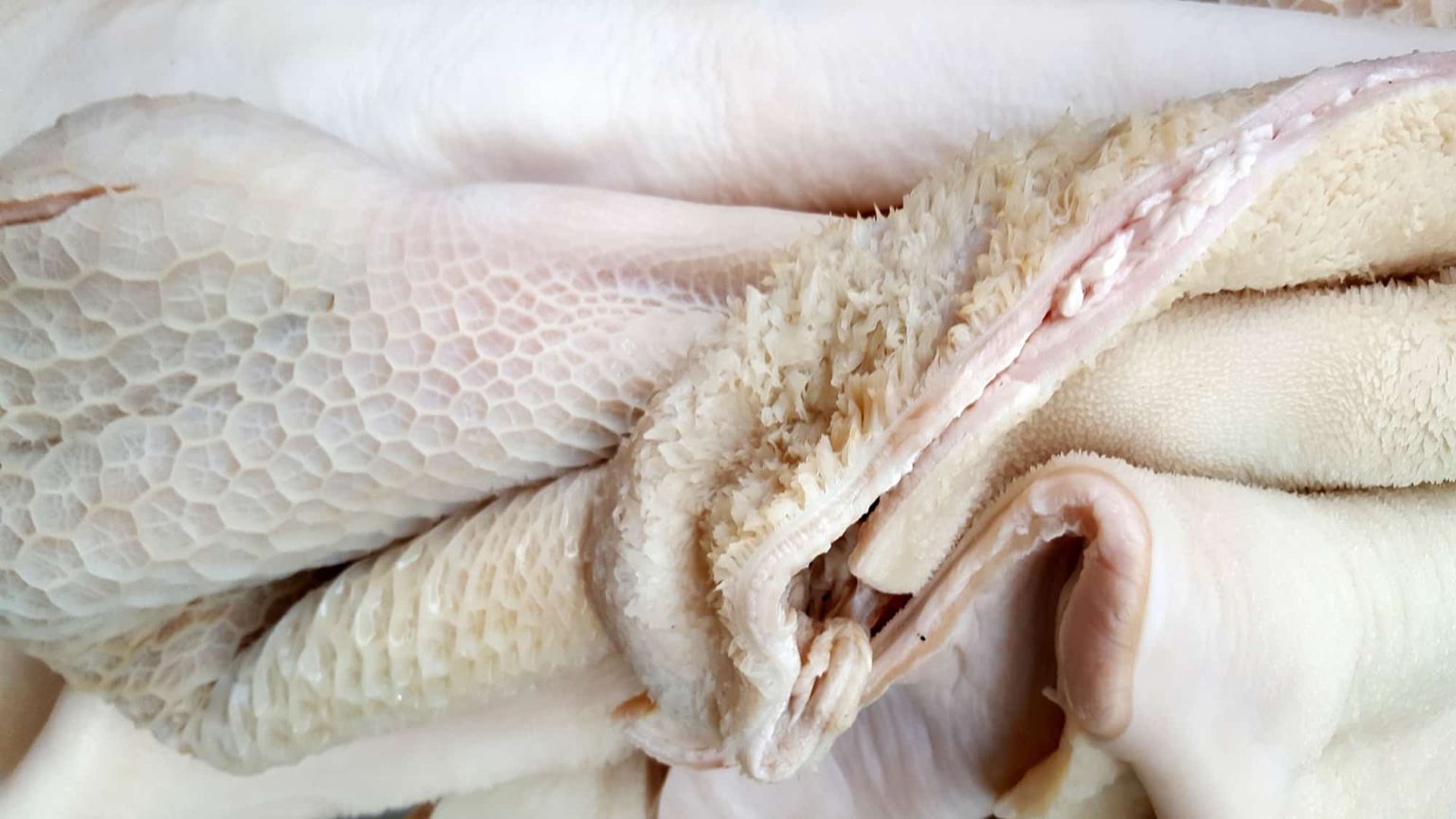 What Is Shaki Meat? And Is It a Safe Food To Eat? - Cuisine Seeker