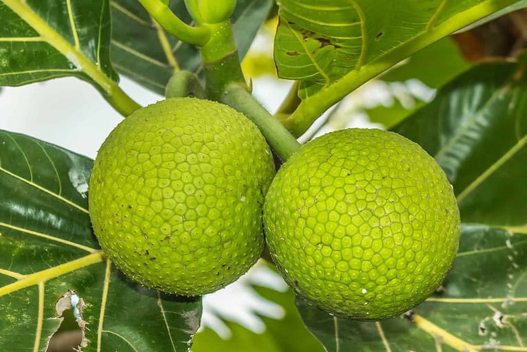 Types of Spiny Fruits: List of Spiny Fruit Names Worldwide - Cuisine Seeker