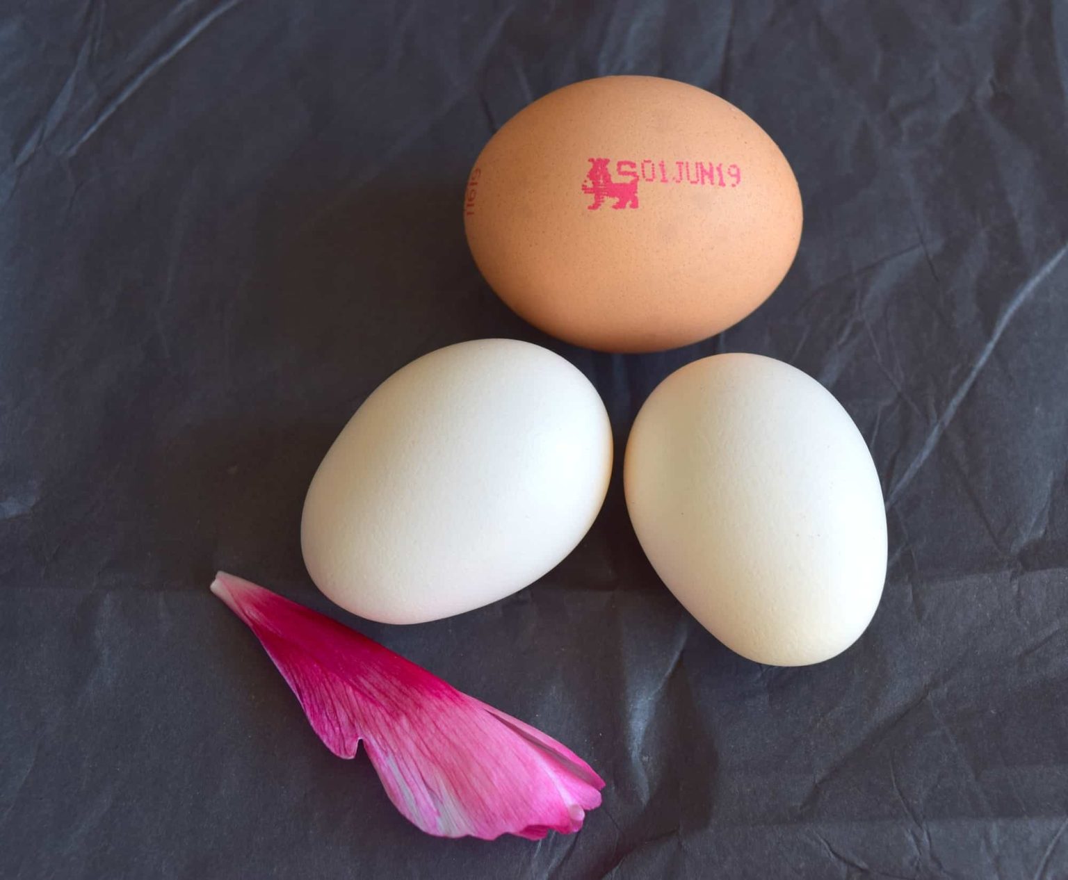 Left Eggs In Your Car? Here's What to Do [Timings] - Cuisine Seeker